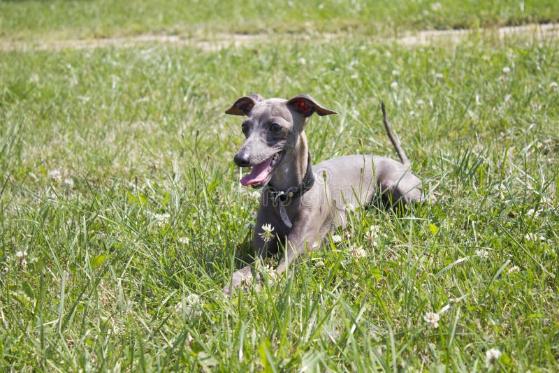 Italiaanse windhond stock afbeelding. Image of hond, hoofd - 26184729