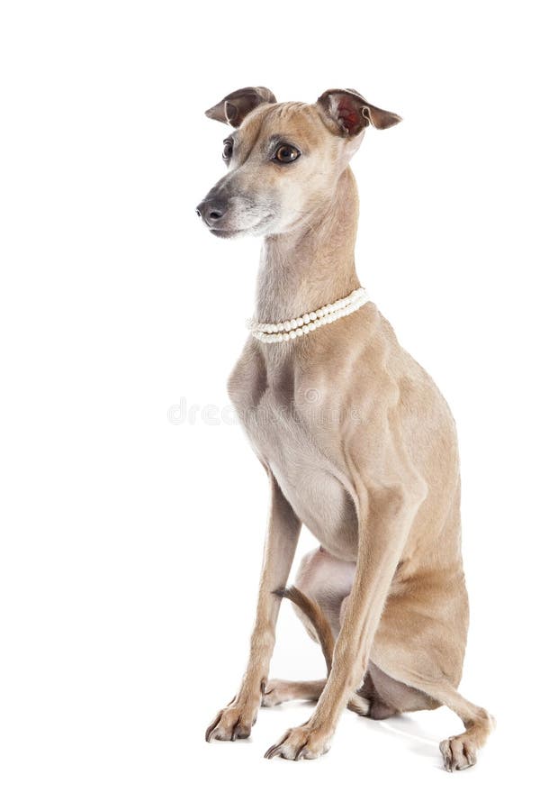 Italiaanse windhond stock afbeelding. Image of camera - 34605393