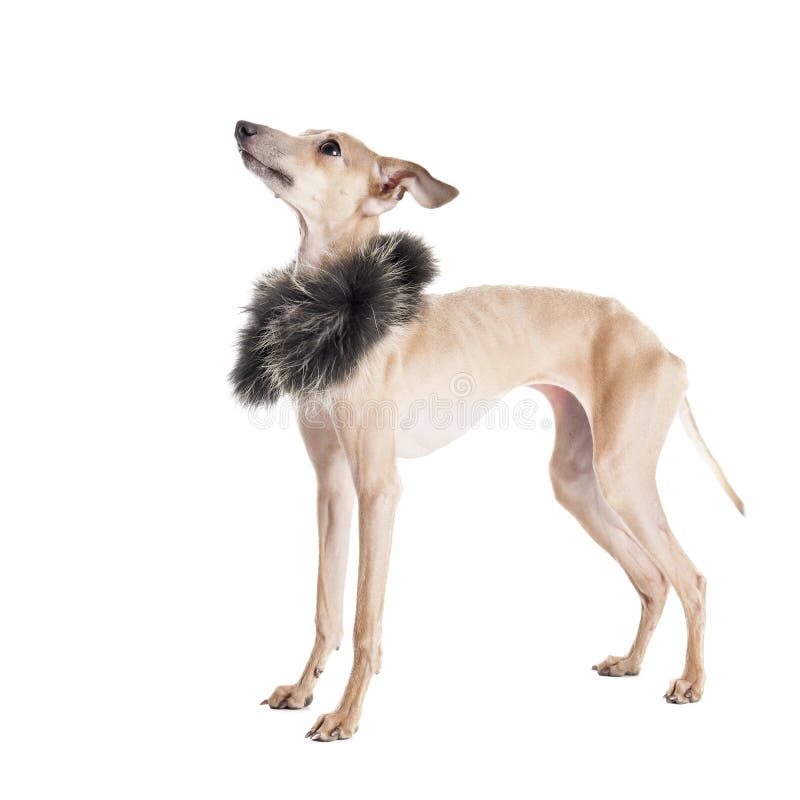 Italiaanse windhond stock afbeelding. Image of camera - 34605393