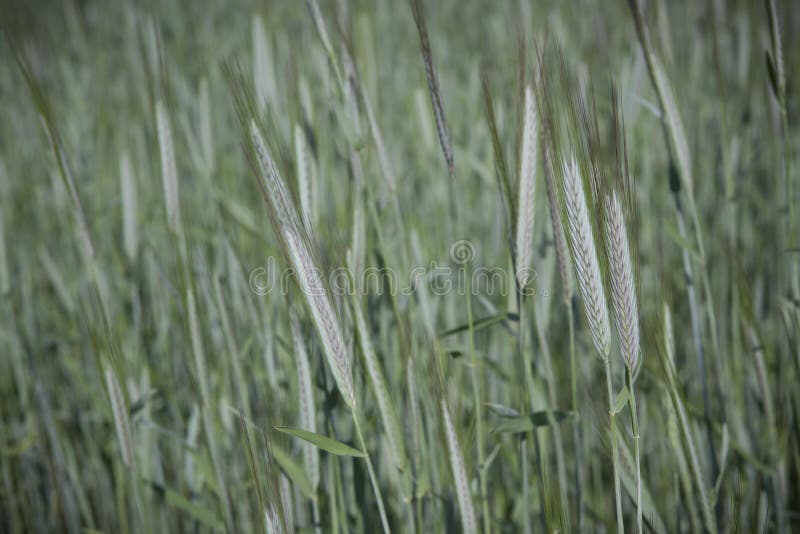 Italian rye fields stock photo. Image of food, agriculture - 147982124