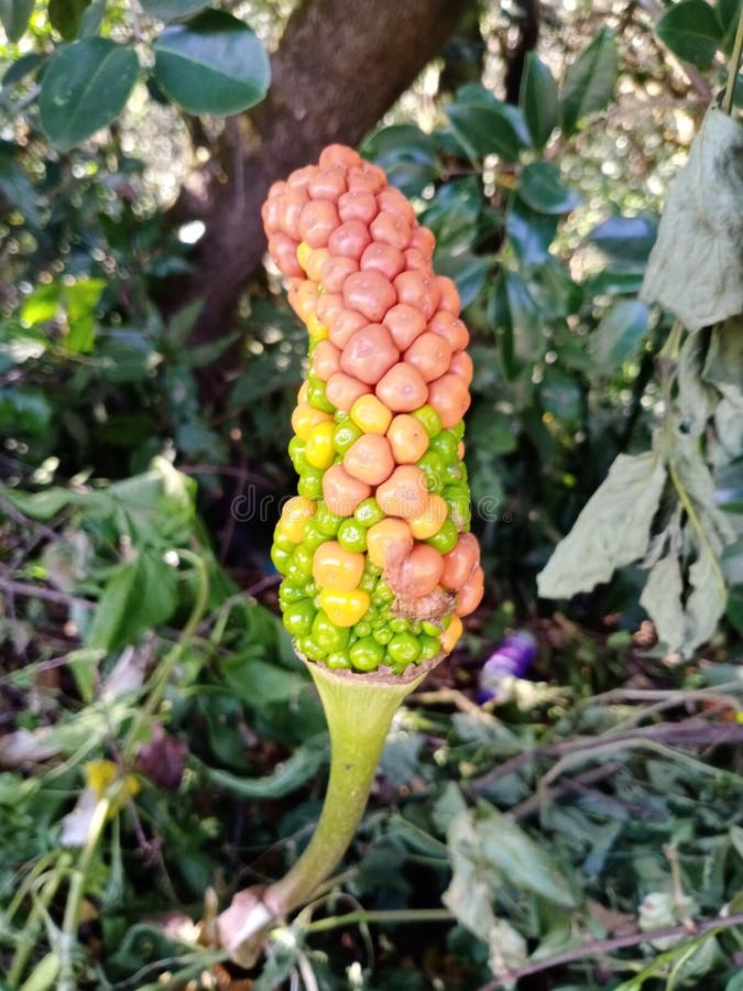 Italian Arum Beautiful Tree in Fruit Classes. Stock Photo - Image of ...