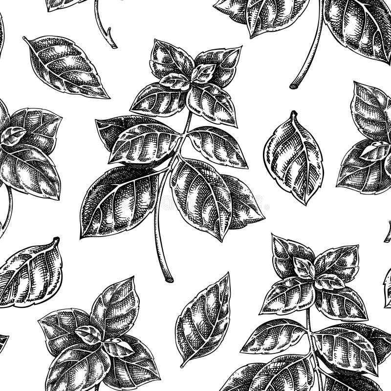 Italian Basil Seamless Pattern. Kitchen Spice Sketches. Italian Herbs ...