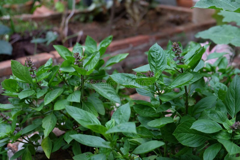 Italian Basil Tree in the Garden. Stock Photo - Image of gourmet ...