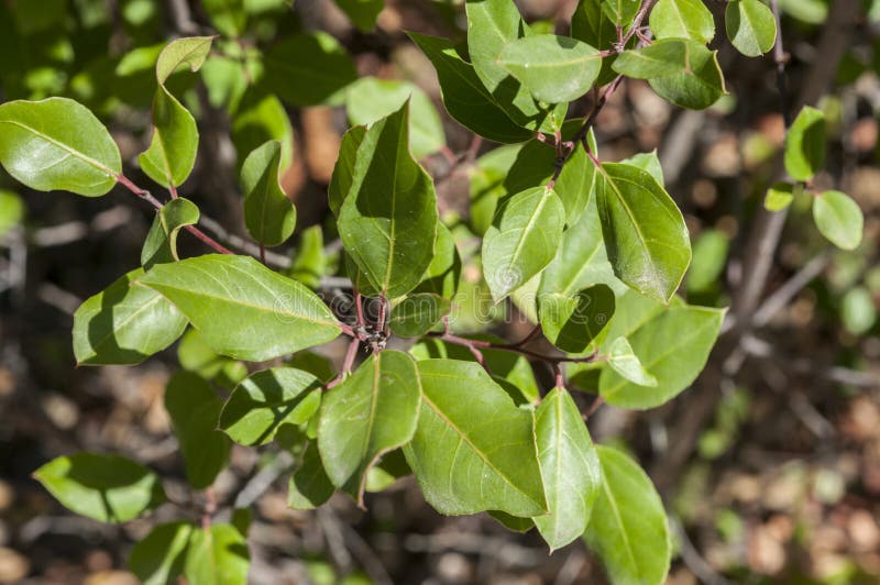 Rhamnus Alaternus,Italian Buckthorn or Mediterranean Buckthorn Plant ...