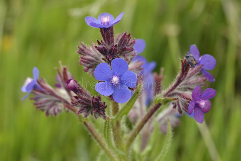 Italian Bugloss stock photo. Image of wild, small, plant - 77101636