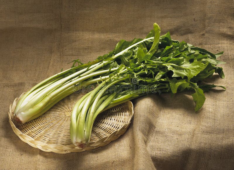 Italian chicory catalogna stock image. Image of natural - 14434487