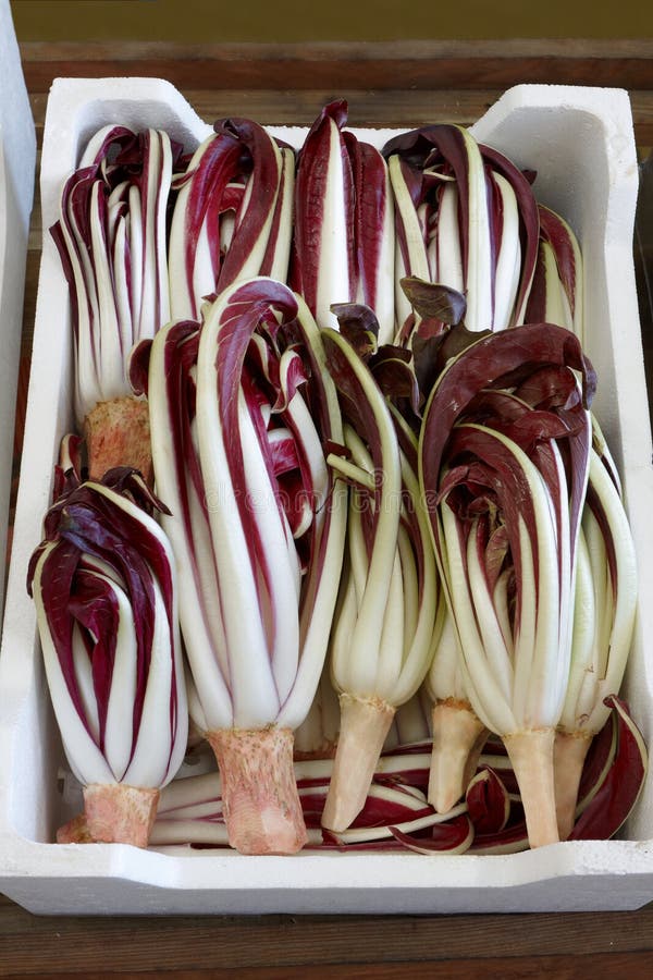 Italian Chicory Salade stock photo. Image of magenta - 13515136