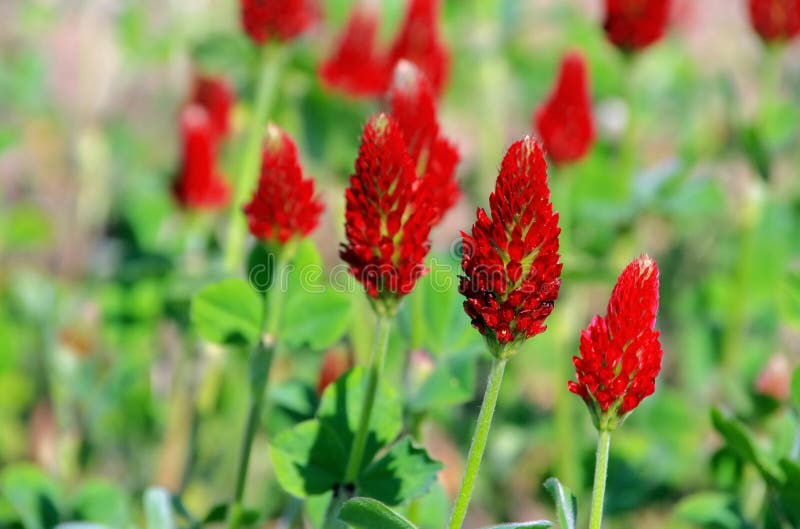 Italian clover stock photo. Image of blooming, crimson - 32936340