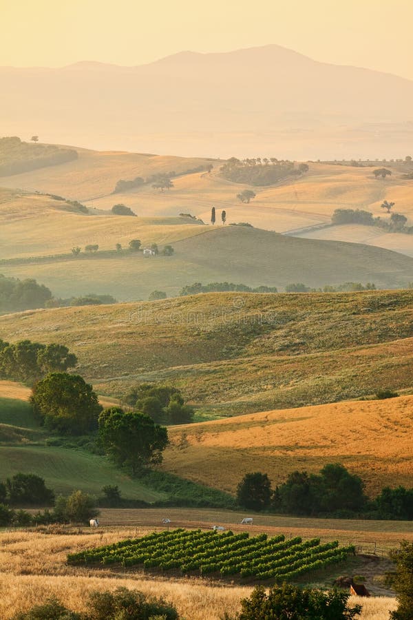 Tuscany, Rural Sunset Landscape. Countryside Farm, White Road and ...