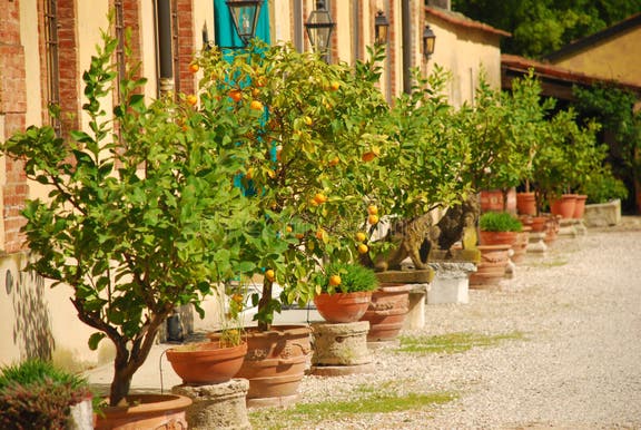 Italian Courtyard with Potted Lemon Trees Stock Image - Image of ...