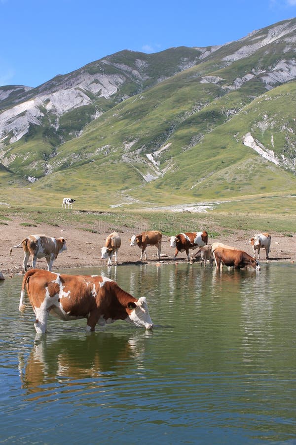 Cows in Abruzzo stock photo. Image of italy, plateau - 38517388