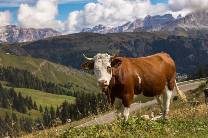 Italian Cows on a Pasture 2 Stock Photo - Image of fence, hiking: 78788132