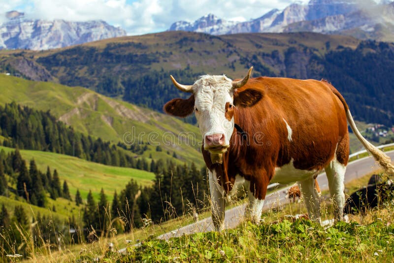 Italian Cows on a Pasture 2 Stock Photo - Image of fence, hiking: 78788132