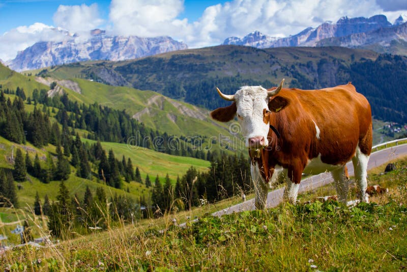 Italian cows on a pasture stock photo. Image of beautiful - 86281596