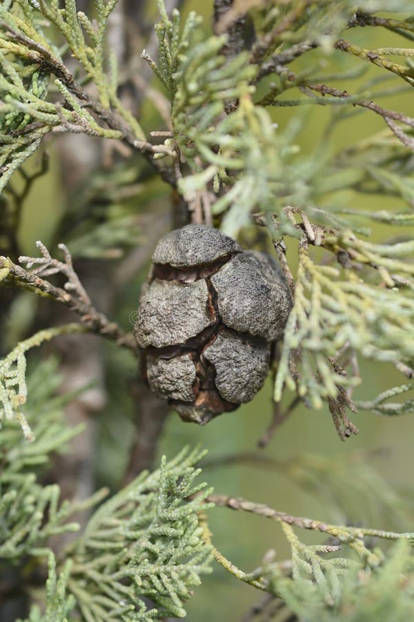 Cupressus Sempervirens Pyramidalis Stock Photos - Free & Royalty-Free ...