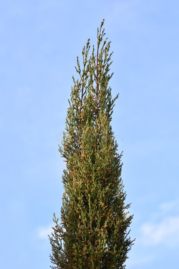 Cupressus Sempervirens Pyramidalis Stock Photos - Free & Royalty-Free ...