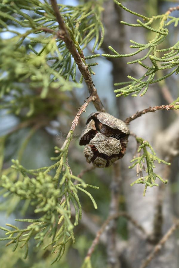 Italian Cypress stock photo. Image of cypress, close - 226194412