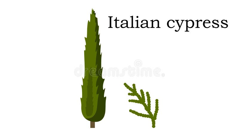 Italian Cypress Trees Vector Element. Vector Icon Stock Vector ...