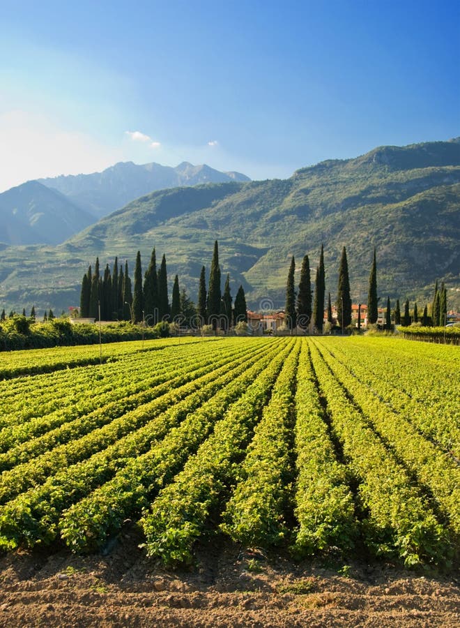 Italian Farm stock photo. Image of fertile, evergreen - 12804508