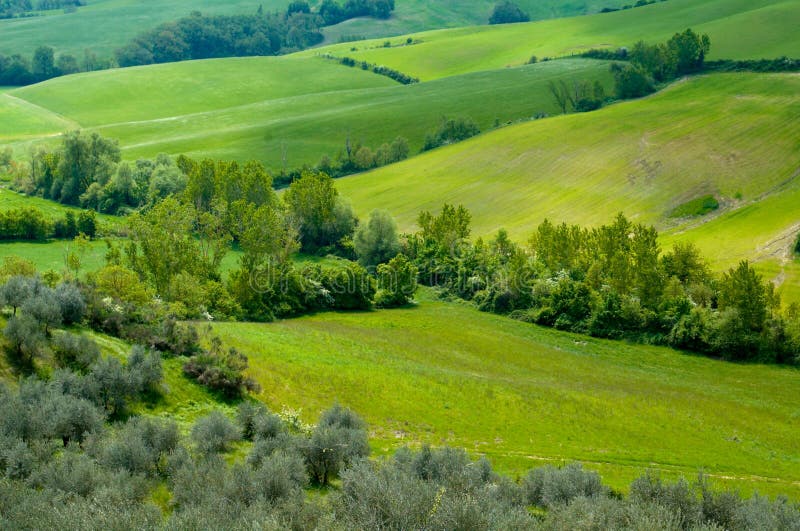 Italian fields stock image. Image of field, plot, hilly - 2462249