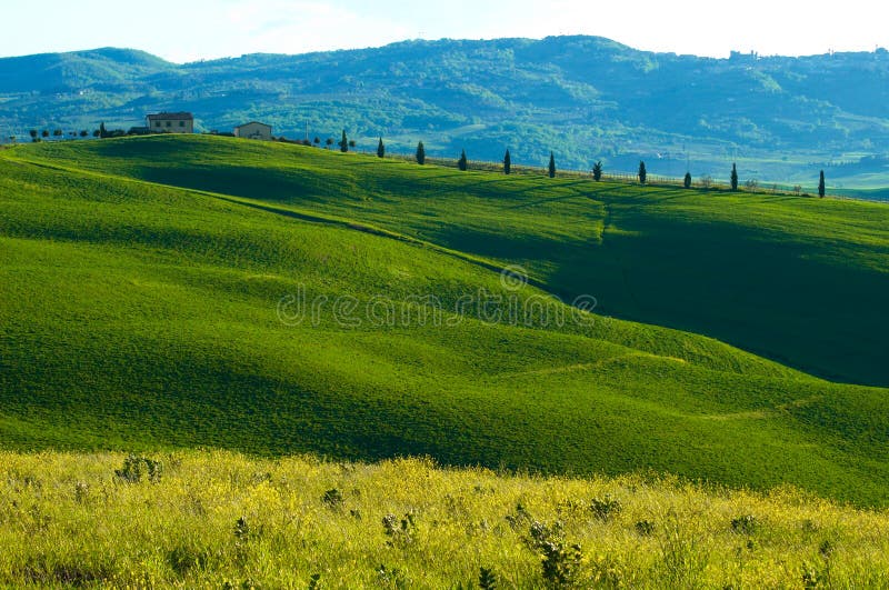 Italian fields stock photo. Image of pleasant, hilly, green - 2491470