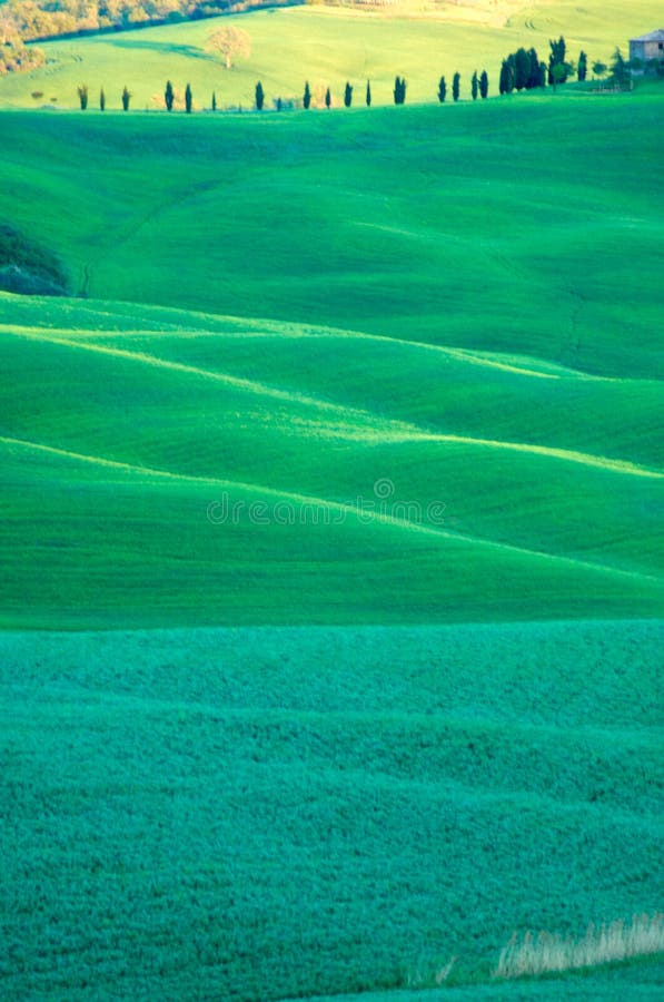Italian fields stock photo. Image of pleasant, hilly, green - 2491470