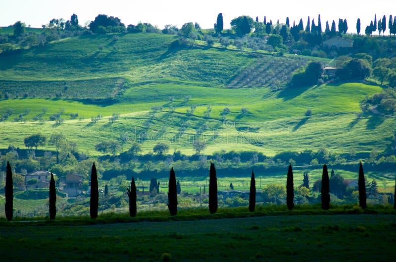 Italian fields stock photo. Image of meadow, hill, crop - 5139730