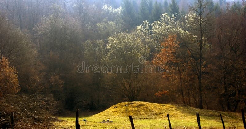 Italian forest stock photo. Image of country, environment - 2615190