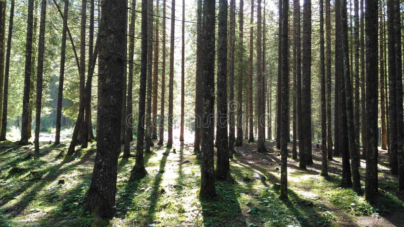 Italian forest stock photo. Image of nature, countryside - 2615190