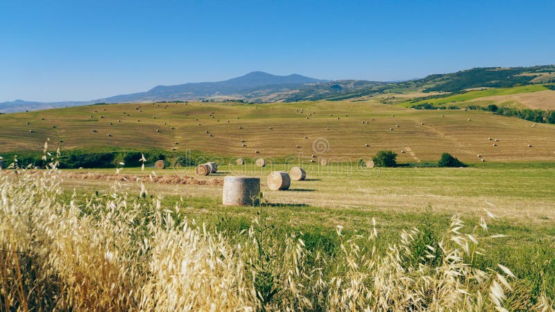 Italian Green Field with Wheat Stock Photo - Image of field, italian ...