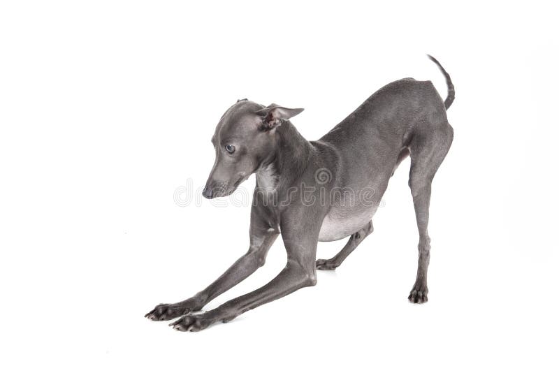 Italian Greyhound Blue Color Stock Photo - Image of cute, grey: 34443738