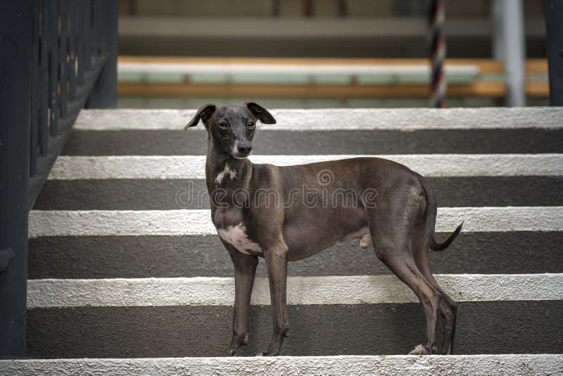 Italian Greyhound - Brown in Colour, Standing on the Stairs Stock Image ...
