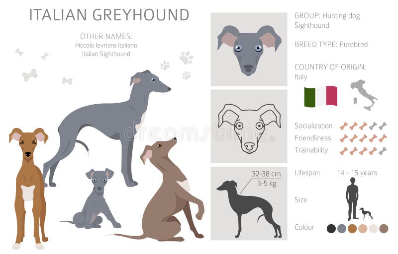 Italian Greyhound Clipart. Different Poses, Coat Colors Set Stock ...
