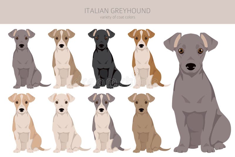 Italian Greyhound Clipart. Different Poses, Coat Colors Set Stock ...
