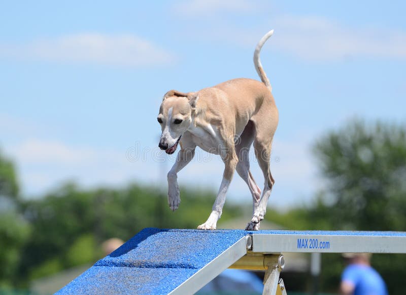 Italian Greyhound at Dog Agility Trial Stock Photo - Image of ...