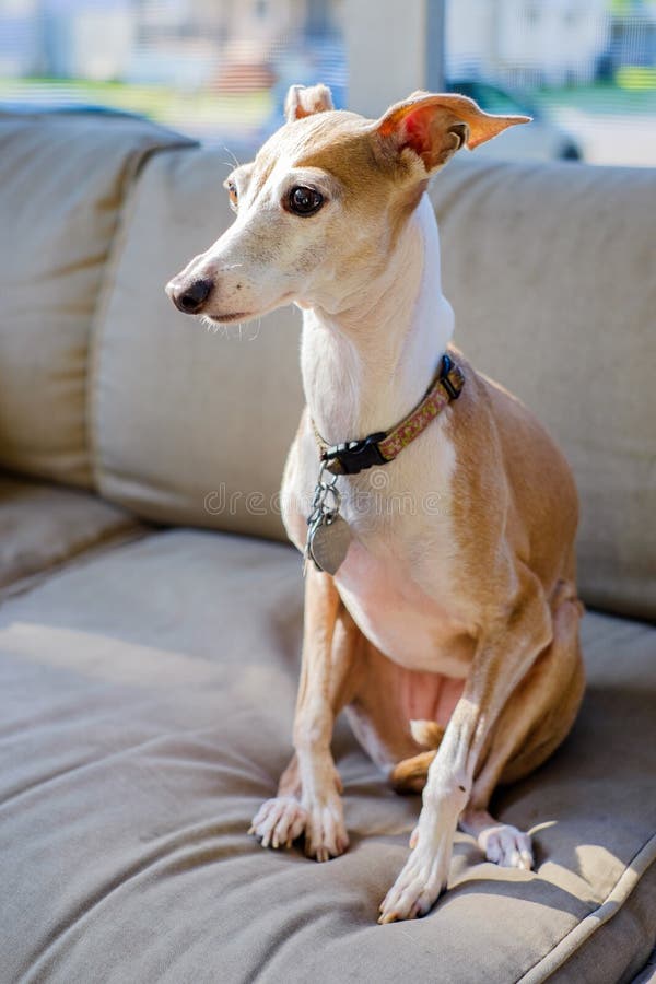 Italian Greyhound stock image. Image of italian, portrait - 40677245
