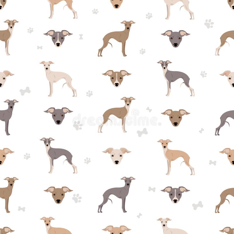 Italian Greyhound Seamless Pattern. Different Poses, Coat Colors Set ...