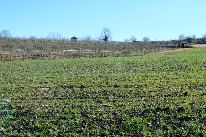 Italian Hilly Countryside Panorama with Corn Fields and Rows of Vines ...