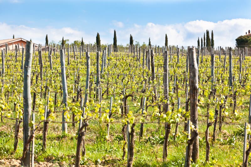 Vineyards in Italy. Horizontal Shot Stock Image - Image of scenics ...