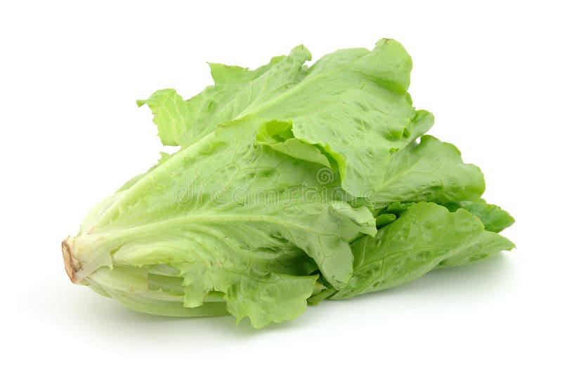 Red Leaf Lettuce, Romaine and Endive Leaf Stock Image - Image of ...
