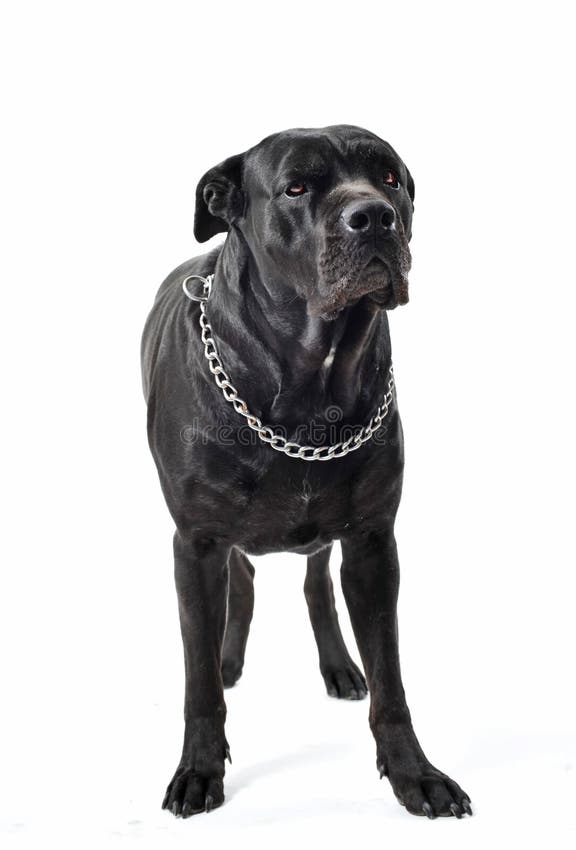 Italian mastiff stock photo. Image of animal, corso, molossian - 13980594