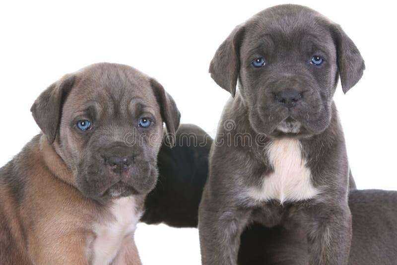 Italian Mastiff Cane Corso Picture. Image: 8432077
