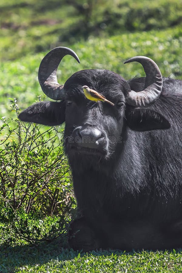 Italian Mediterranean Buffalo with a Bird on Its Face - Water Buffalo ...