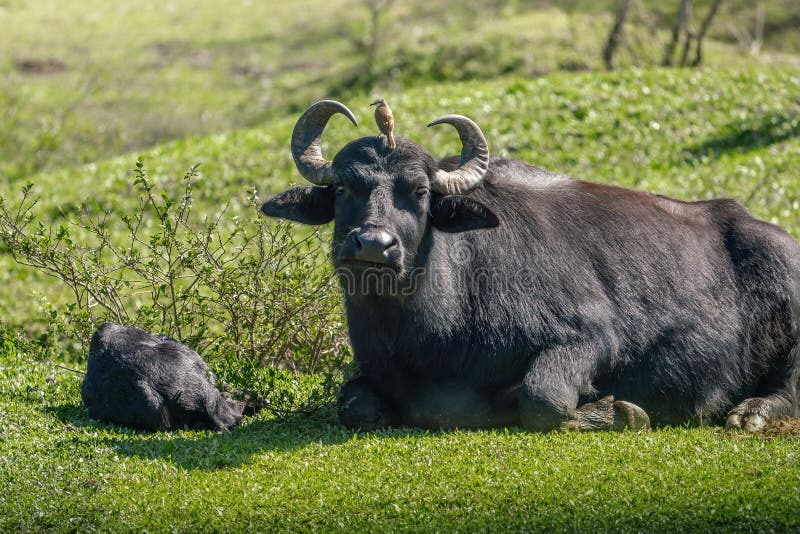 Italian Mediterranean Buffalo with a Bird on Its Head - Water Buffalo ...