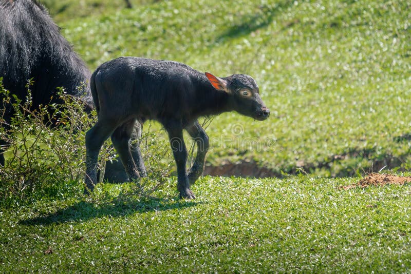 Italian Mediterranean Buffalo Calf - Water Buffalo (Bubalus Bubalis ...