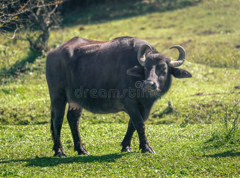 Italian Mediterranean Buffalo - Water Buffalo Stock Photo - Image of ...