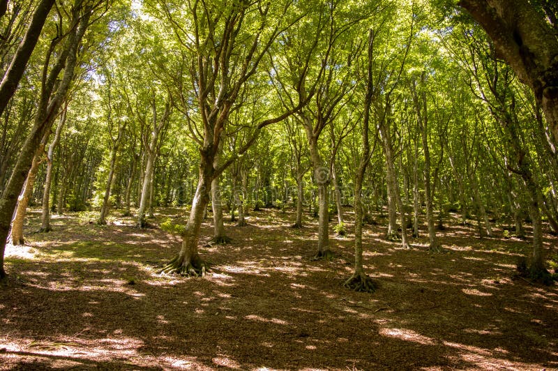 Italian oak forest stock photo. Image of twig, trunk - 72457372