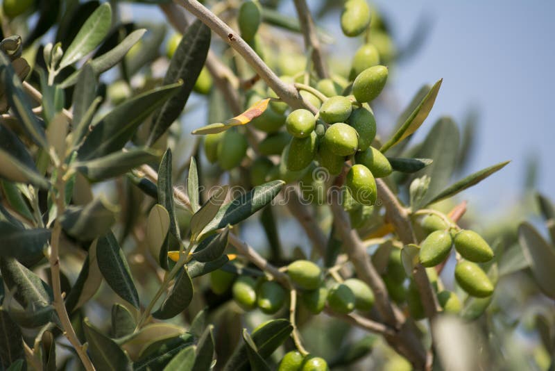 Italian olive branch stock photo. Image of olives, grove - 98325782