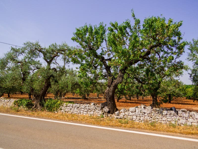 Italian Olive Trees stock photo. Image of green, country - 228639210
