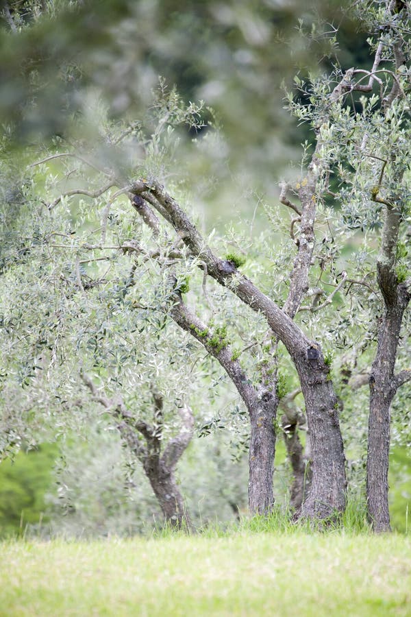Olive tree stock photo. Image of aged, country, healthy - 118172230